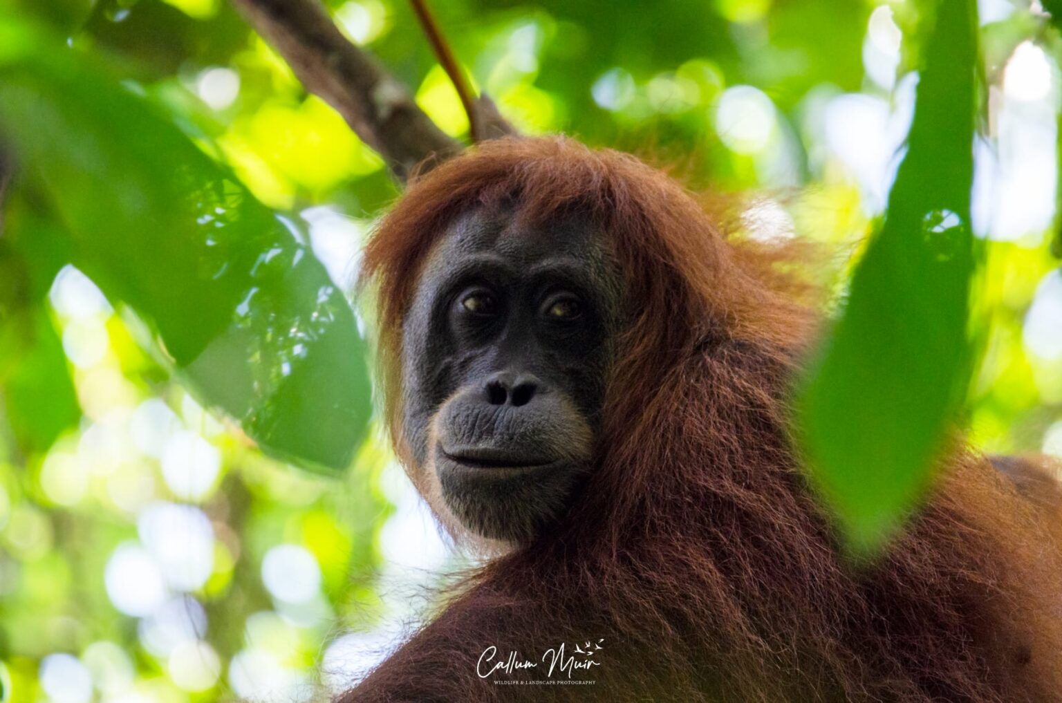North Sumatra Travel Guide: Best Places to Visit, Tips & Itineraries
