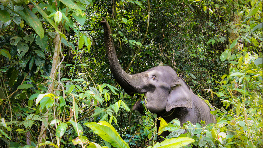 Tangkahan: The Epic Guide to Jungle Paradise 2023