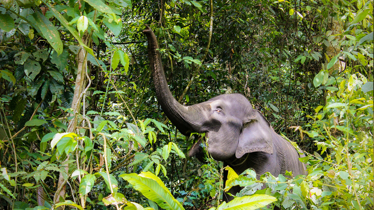 Tangkahan: The Epic Guide to Jungle Paradise 2023
